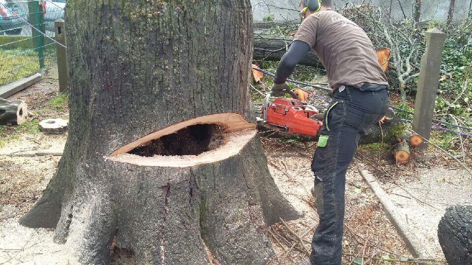 Arbre creux - RN Élagage - Réalisations sur Lyon